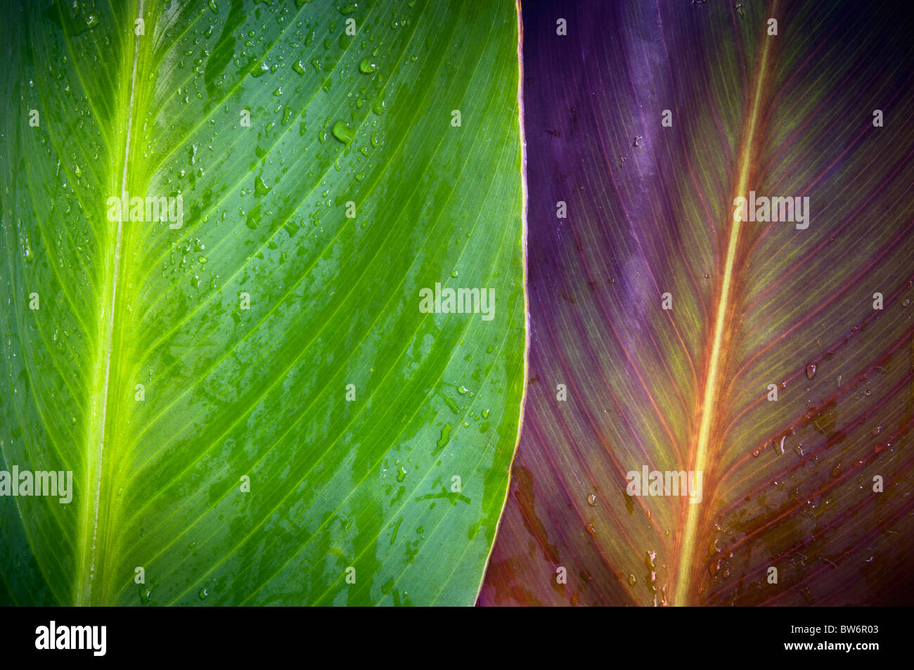 Two very differently colored leaves overlap with water droplets on top ...