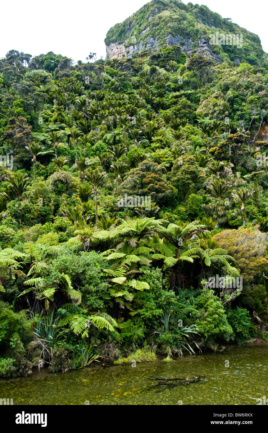 Punakaiki Rocks,Punakaiki National Park ,West Coast Rain Forest, Home ...