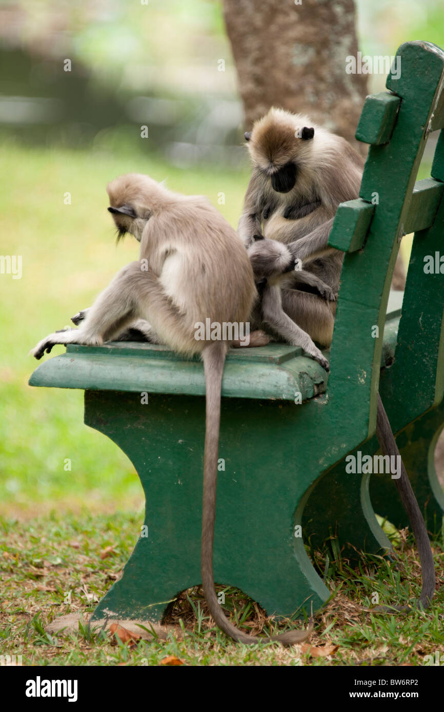 Grey langur monkeys sitting on a park bench, Sri lanka Stock Photo - Alamy