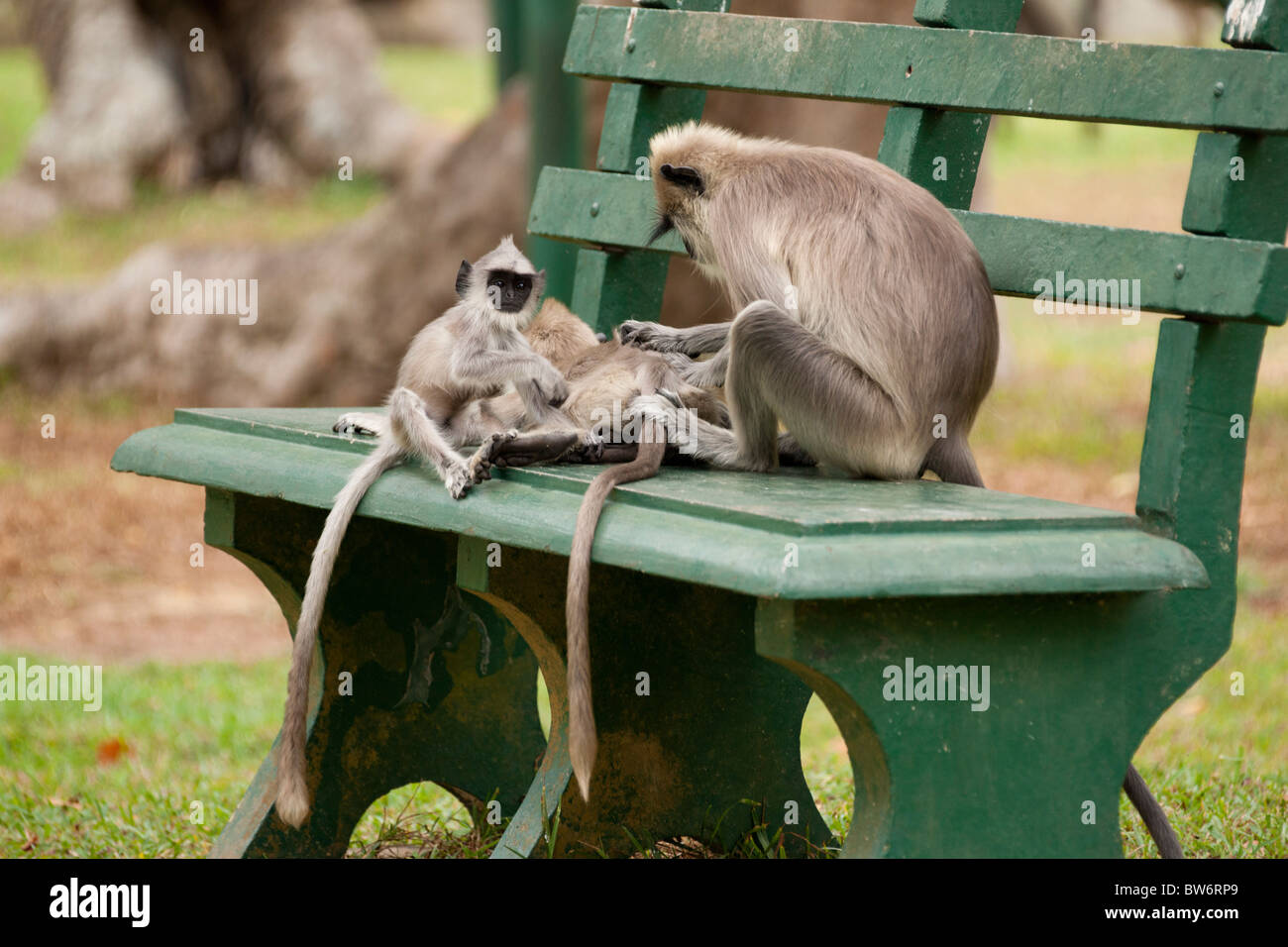 Grey langur monkeys sitting on a park bench, Sri lanka Stock Photo - Alamy