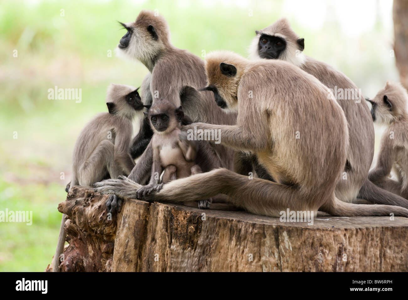 Troop of grey langur monkeys resting on a tree stump, Sri lanka Stock ...