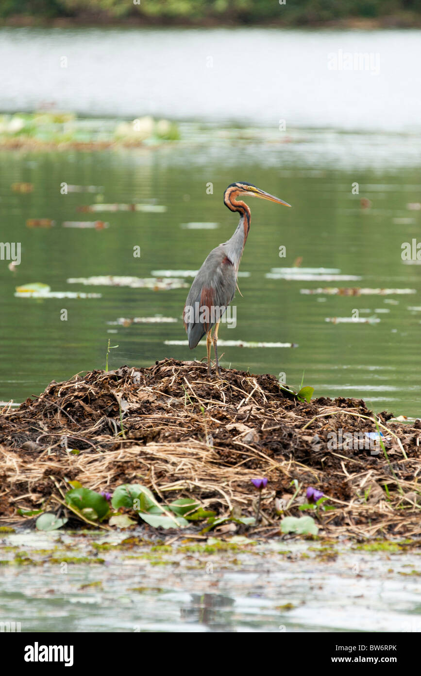Bird on lily raft hi-res stock photography and images - Alamy