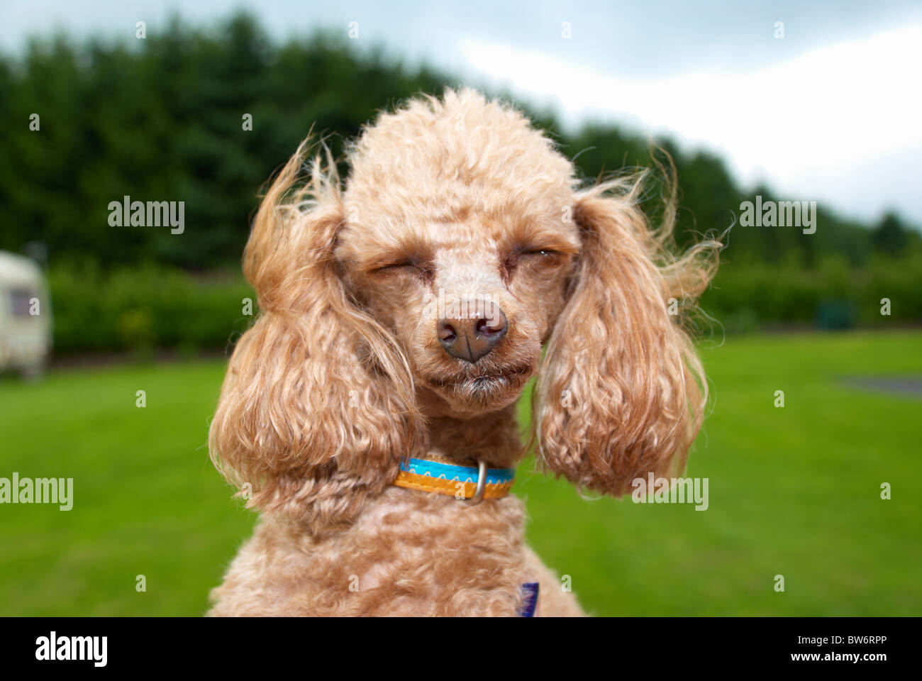 Dog Blinking Eyes High Resolution Stock Photography and Images - Alamy