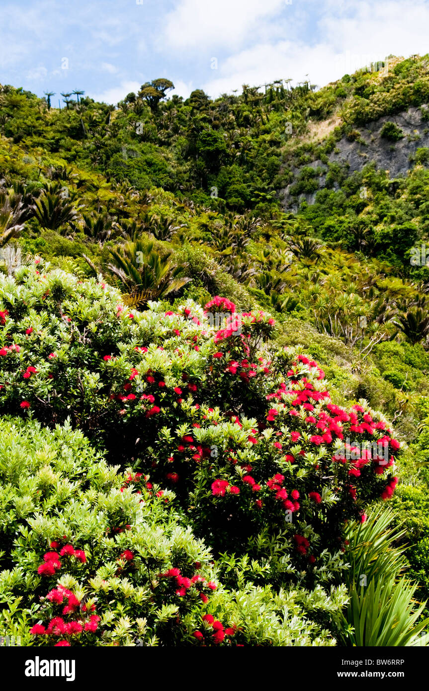 Punakaiki Rocks,Punakaiki National Park ,West Coast Rain Forest, Home ...