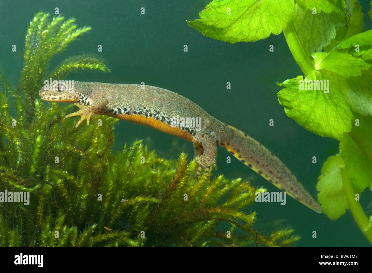 Alpine Newt (Ichthyosaura alpestris, Triturus alpestris), male after ...