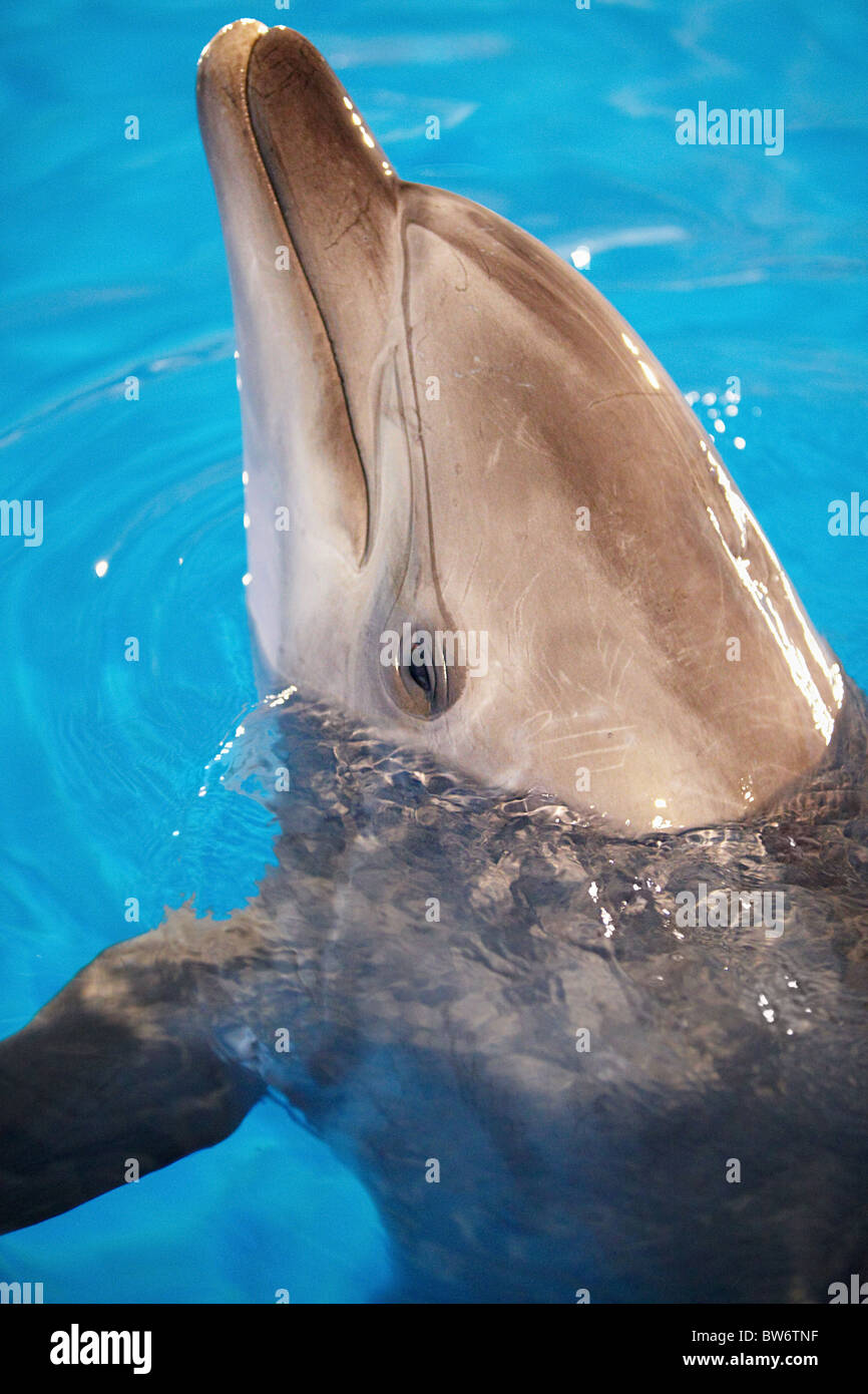 Dolphin head hi-res stock photography and images - Alamy