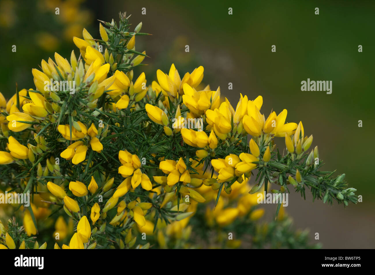 Ulexlectin hi-res stock photography and images - Alamy