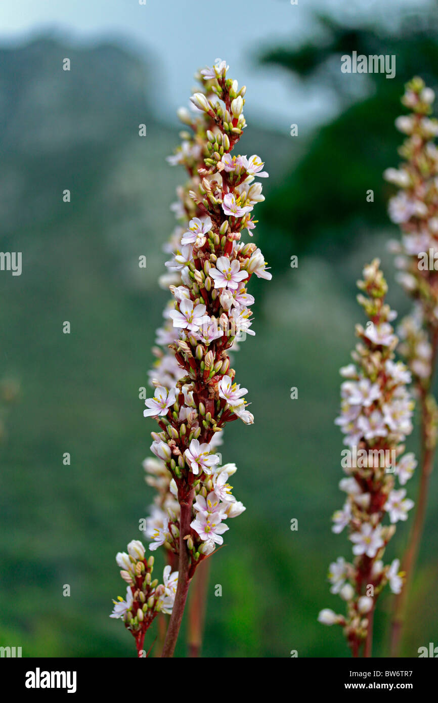 Indigenous flower hi-res stock photography and images - Alamy