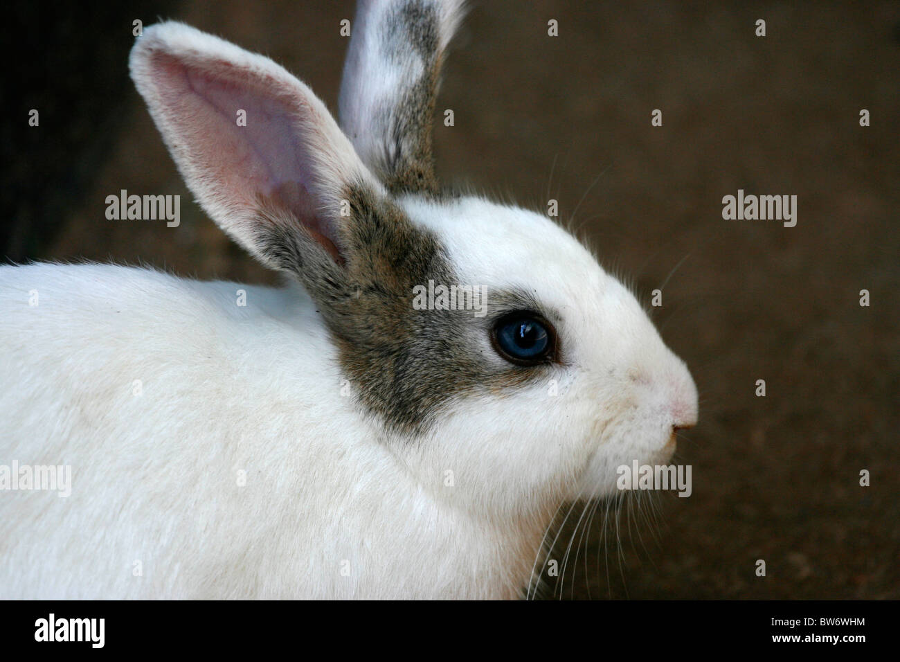Black and white rabbit hi-res stock photography and images - Alamy