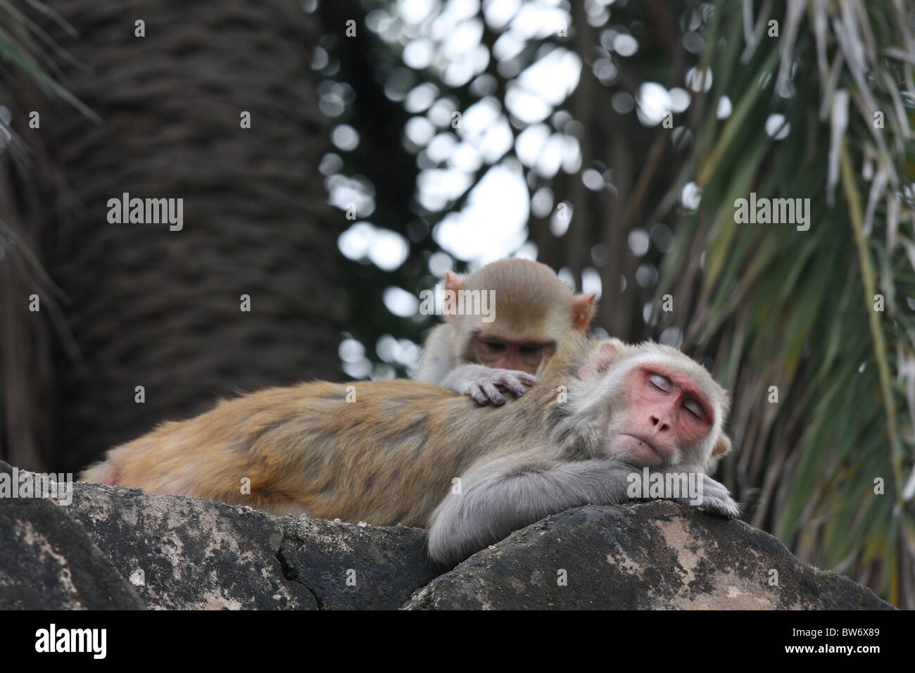 Delousing High Resolution Stock Photography and Images - Alamy