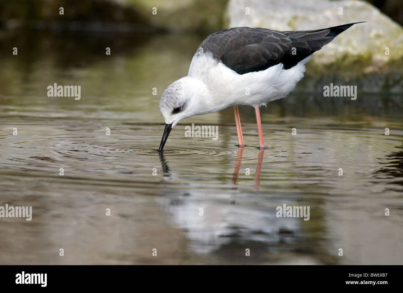 european stilt, norfolk, england Stock Photo - Alamy