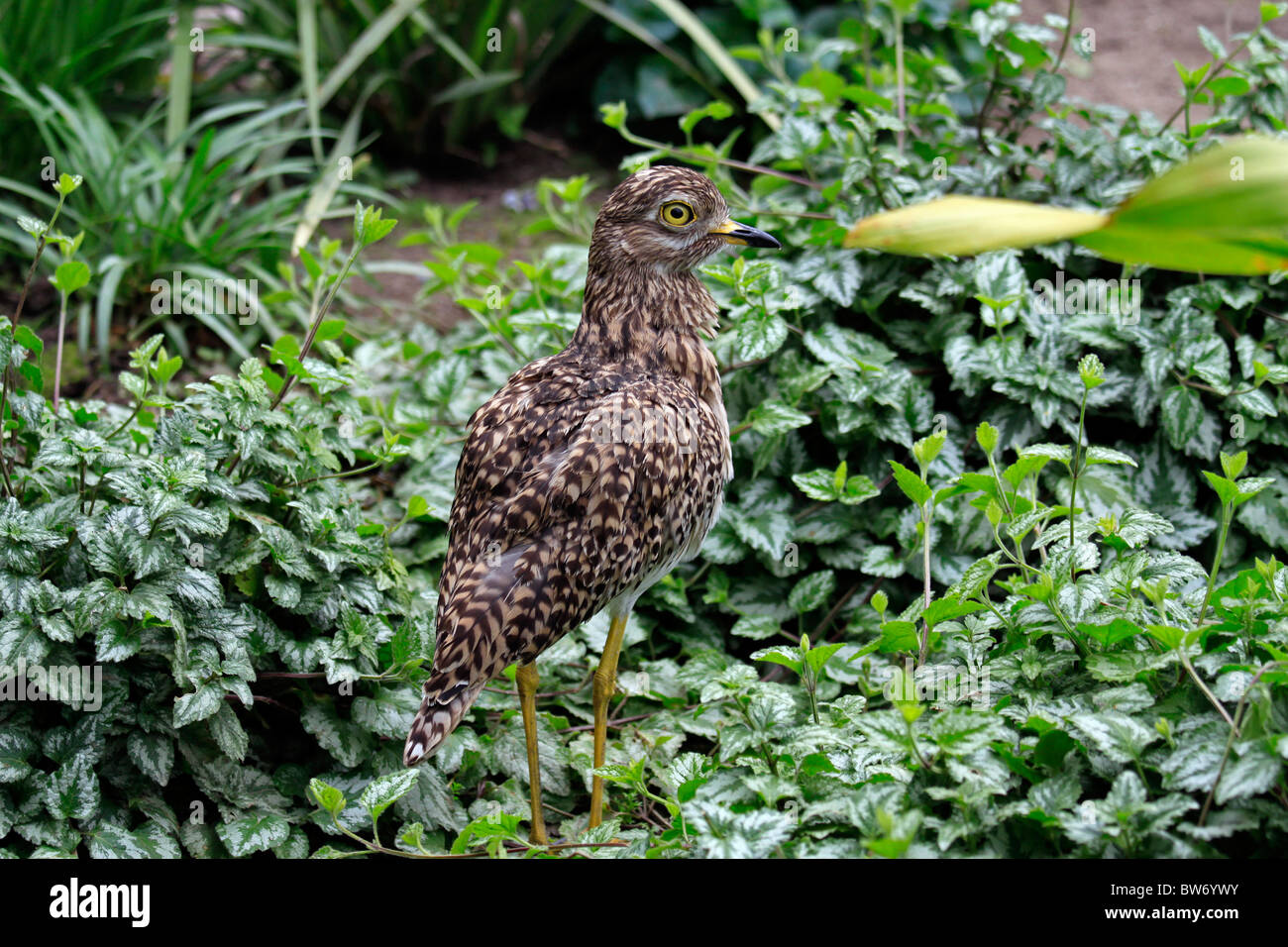 Spotted Dikkop Thick-knee, (Burhinus capensis) in World of Birds, Hout ...