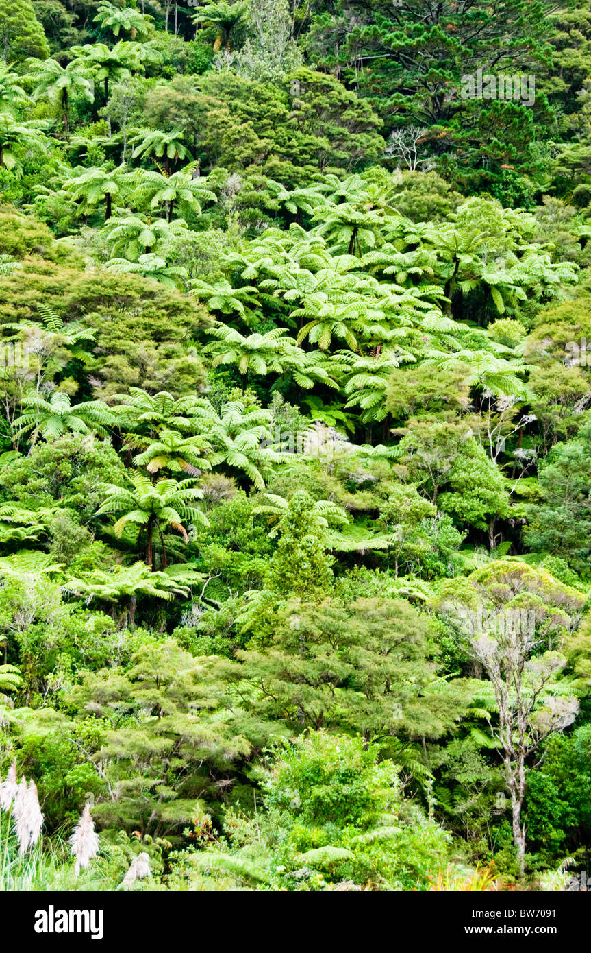 Mamaku tree ferns hi-res stock photography and images - Alamy