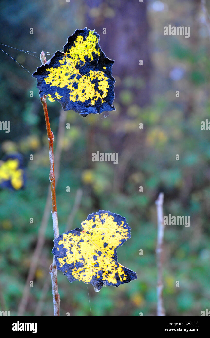 Dying Leaves Stock Photos & Dying Leaves Stock Images - Alamy