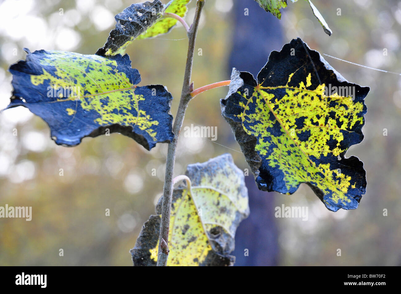 Chobham, Surrey, England: Fall in the woods with dying leaves on a tree ...