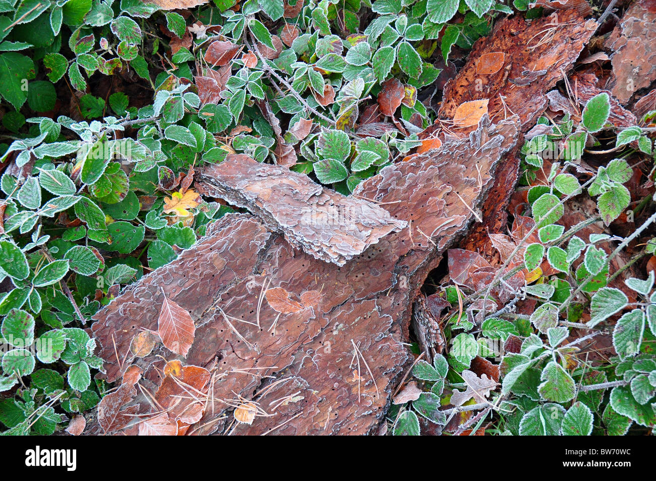 Chobham, Surrey, England: Fall in the woods with frosty bark and ...