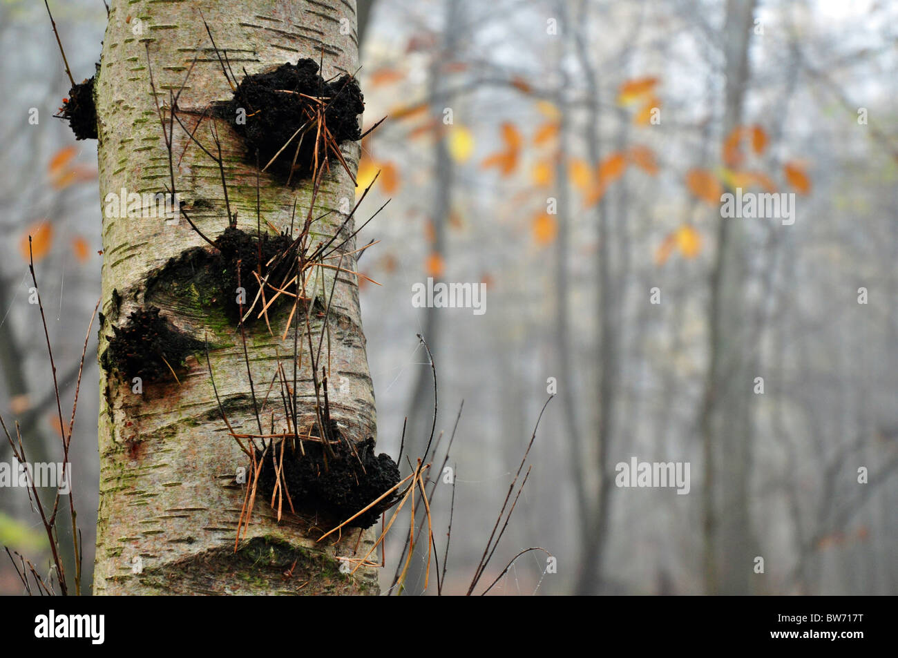 Chobham, Surrey, England: Fall in the woods Stock Photo - Alamy