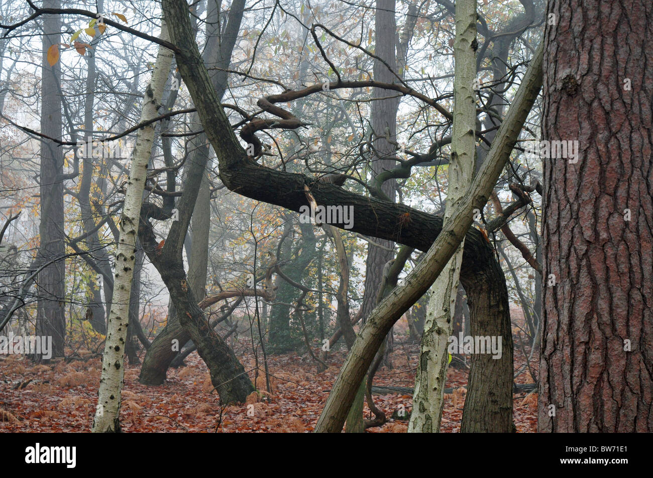 Chobham surrey hi-res stock photography and images - Alamy