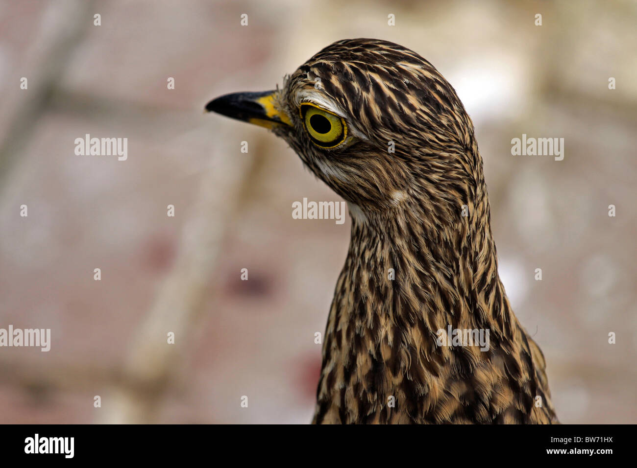 Spotted Dikkop Thick-knee, (Burhinus capensis) in World of Birds, Hout ...