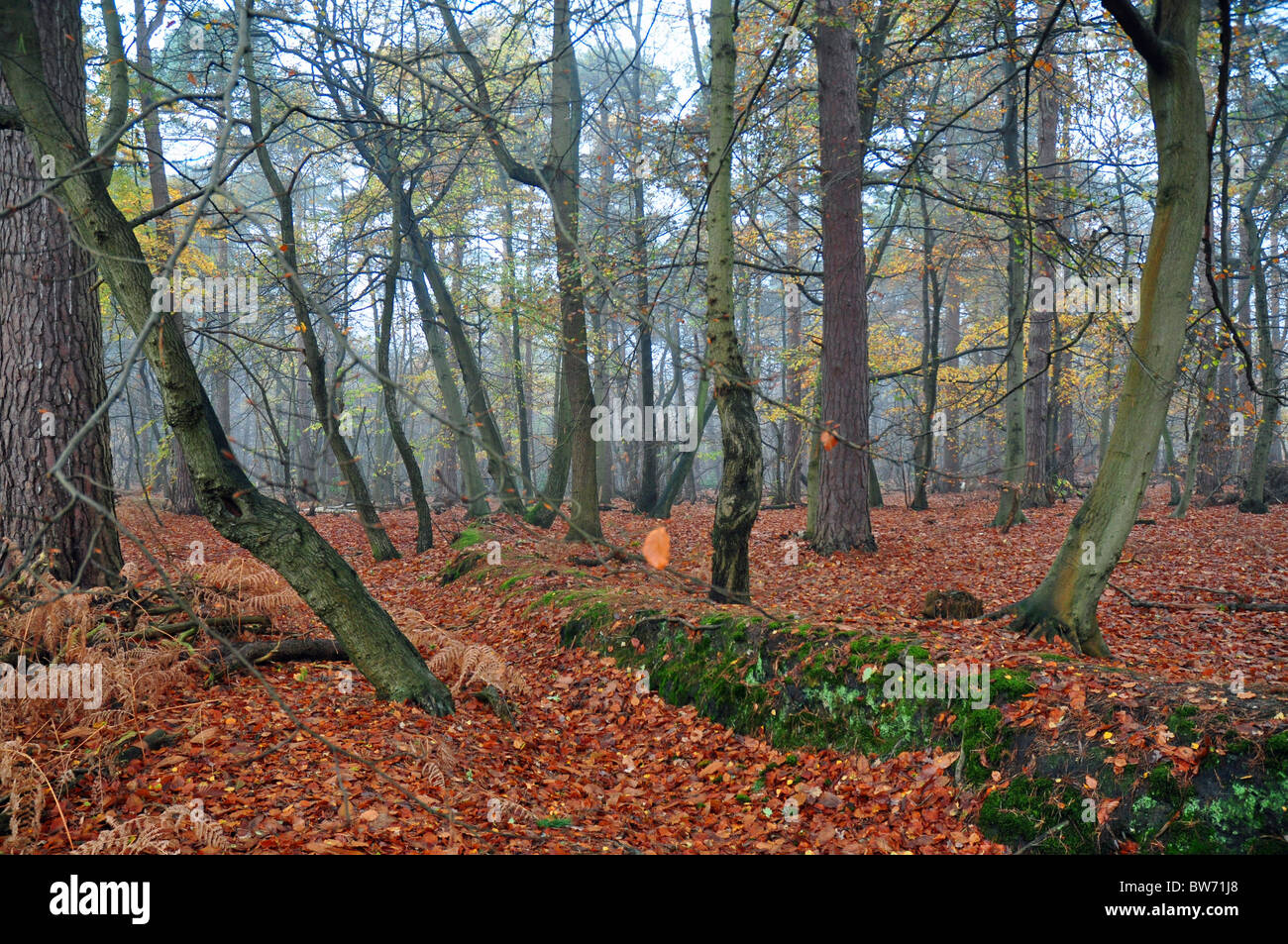 Chobham, Surrey, England: Fall in the woods Stock Photo - Alamy