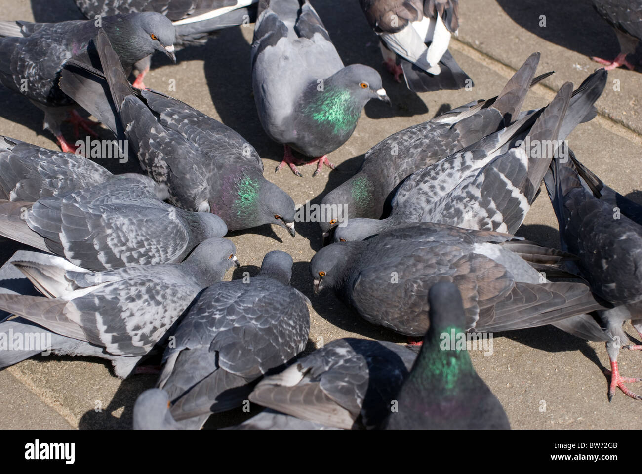 Group of hungry pigeons eating on pavement Stock Photo - Alamy