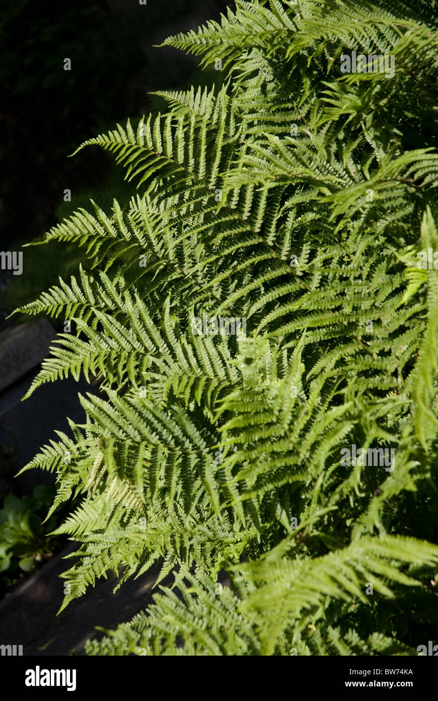 green symmetry leaves of fern Stock Photo - Alamy