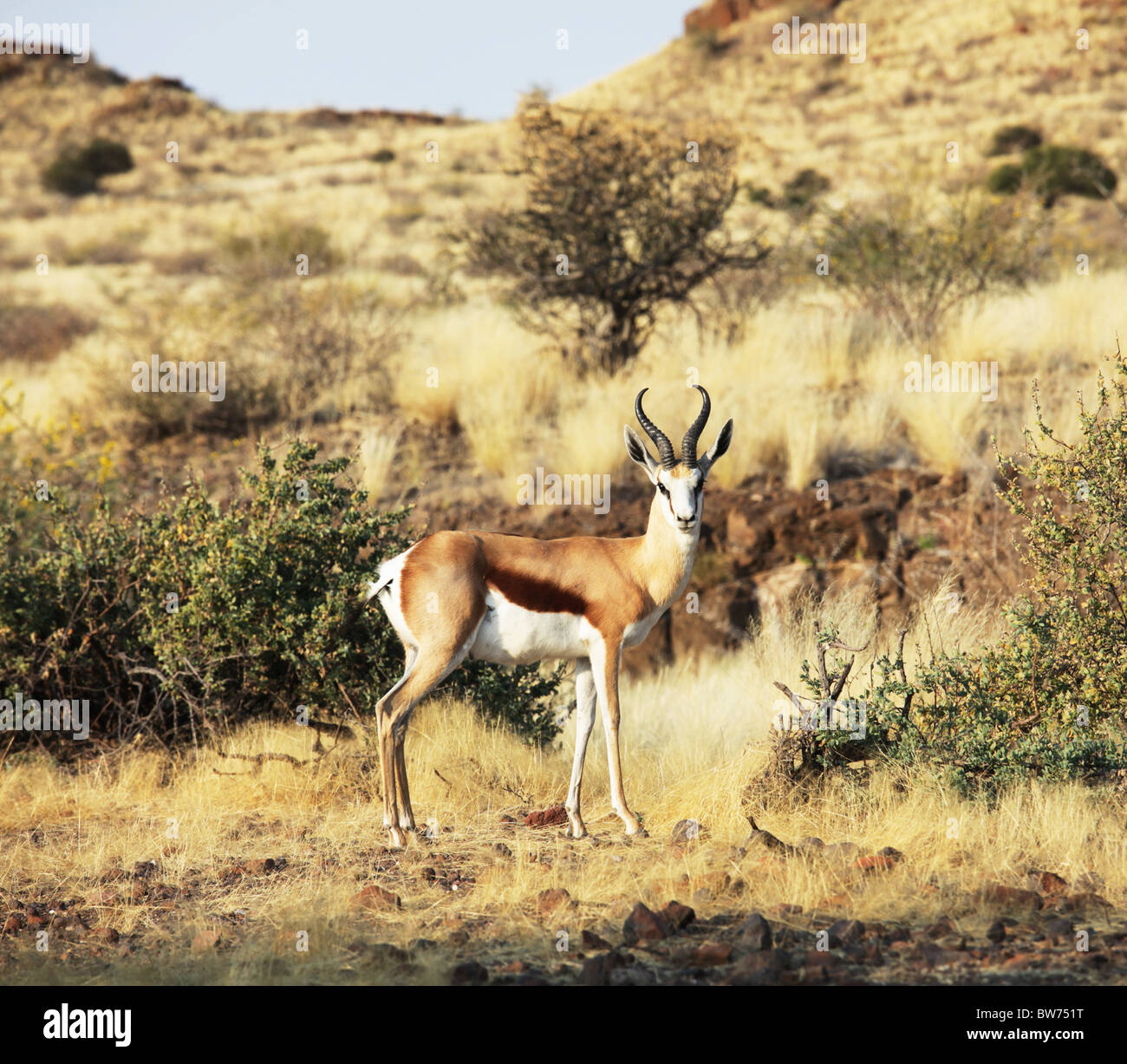 Mating antelope hi-res stock photography and images - Alamy