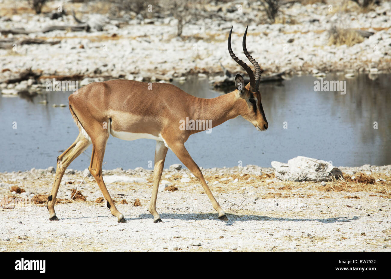 Springbok mating wildlife africa hi-res stock photography and images ...