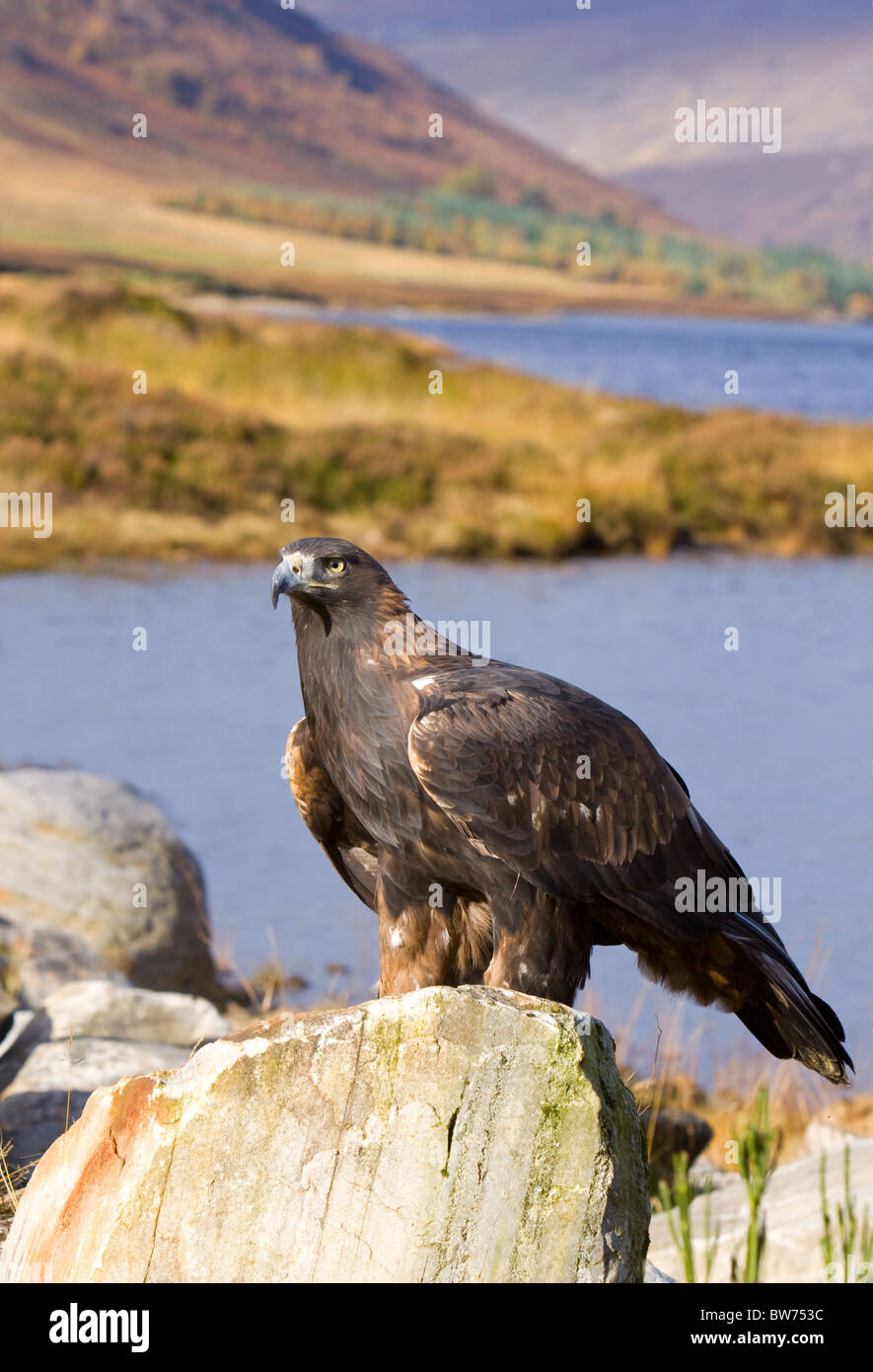 Golden eagle perched rock hi-res stock photography and images - Alamy
