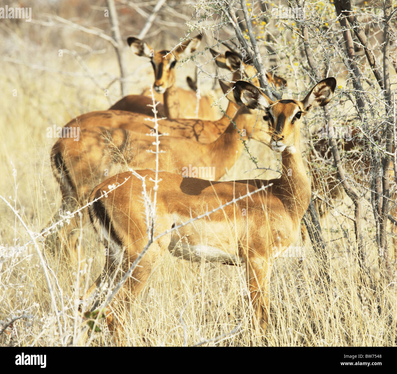 Wildlife africa springbok mating hi-res stock photography and images ...