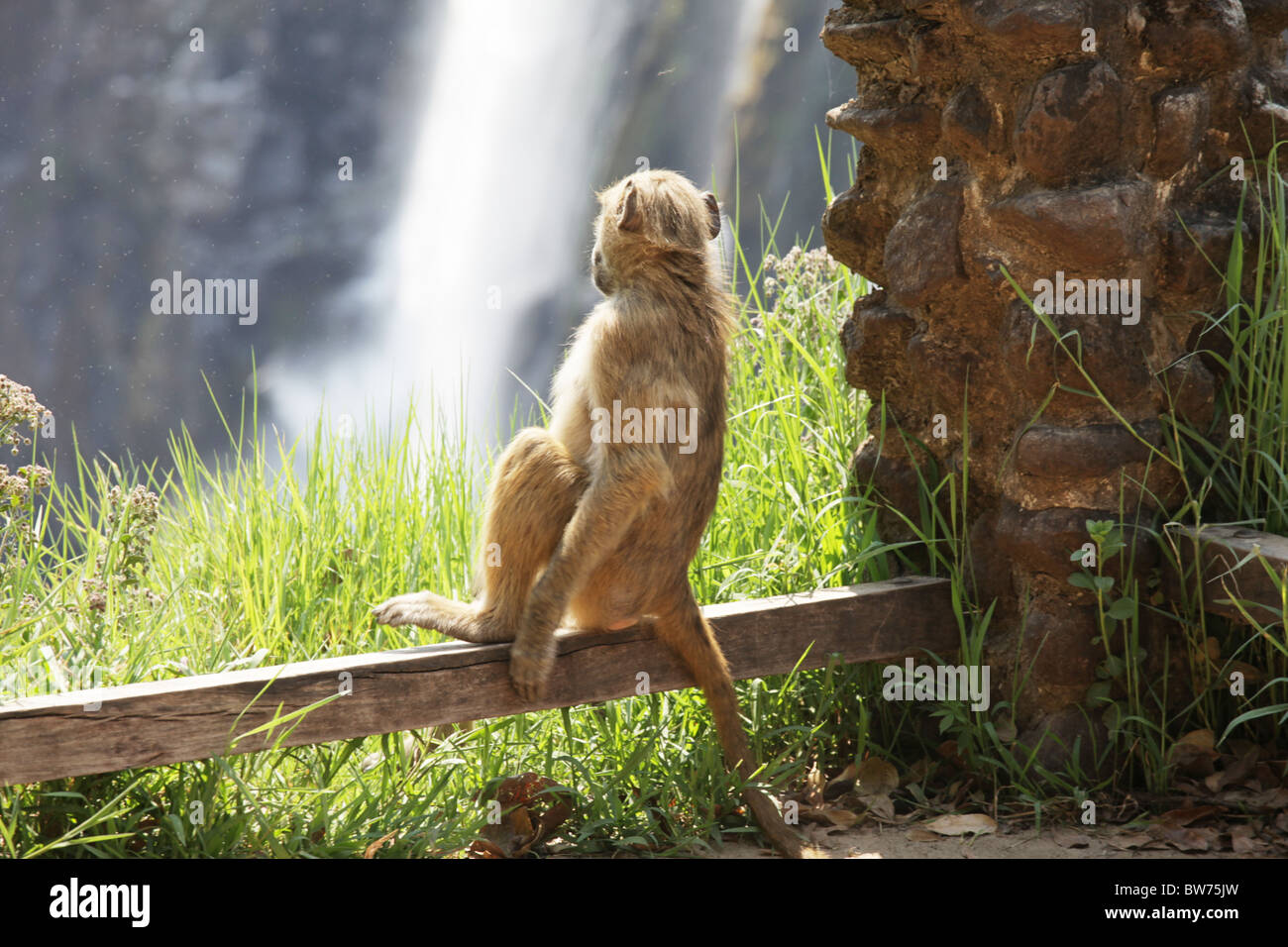 Monkey resting on Victoria waterfall view point Stock Photo - Alamy