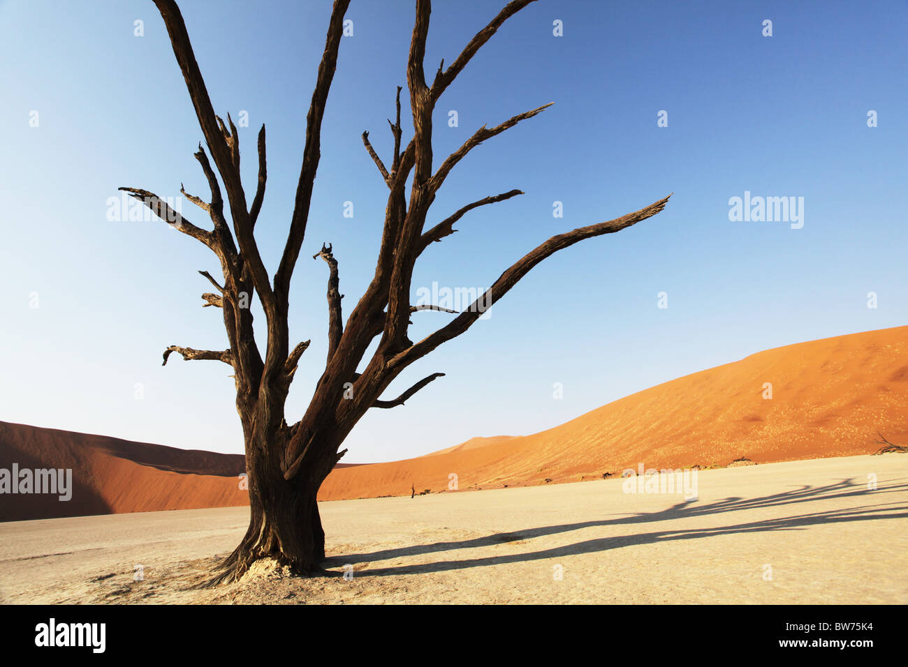 Dead valley in Sossusvlei Park, Namibia Stock Photo - Alamy