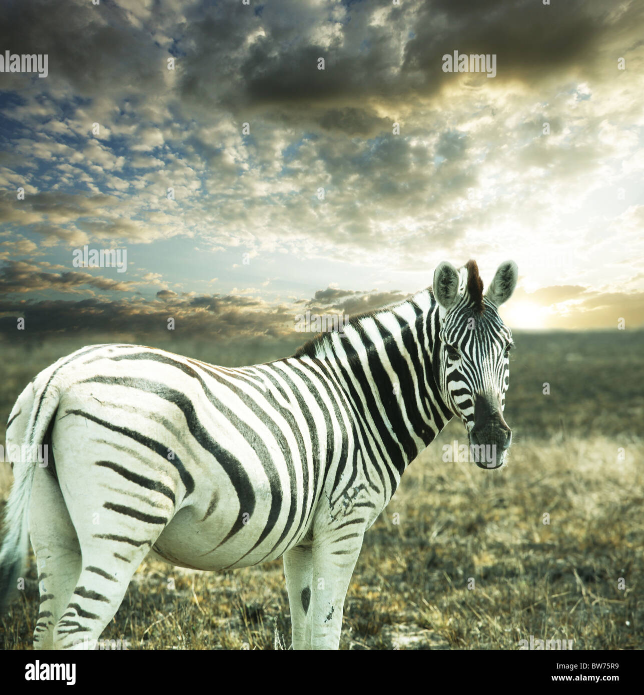 zebra on a green field Stock Photo - Alamy