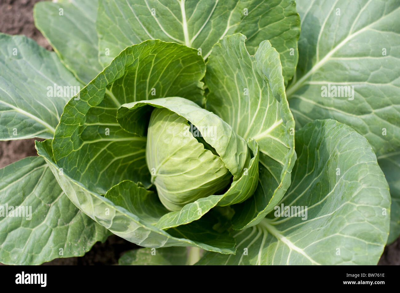 Young cabbage head growing in field Stock Photo - Alamy
