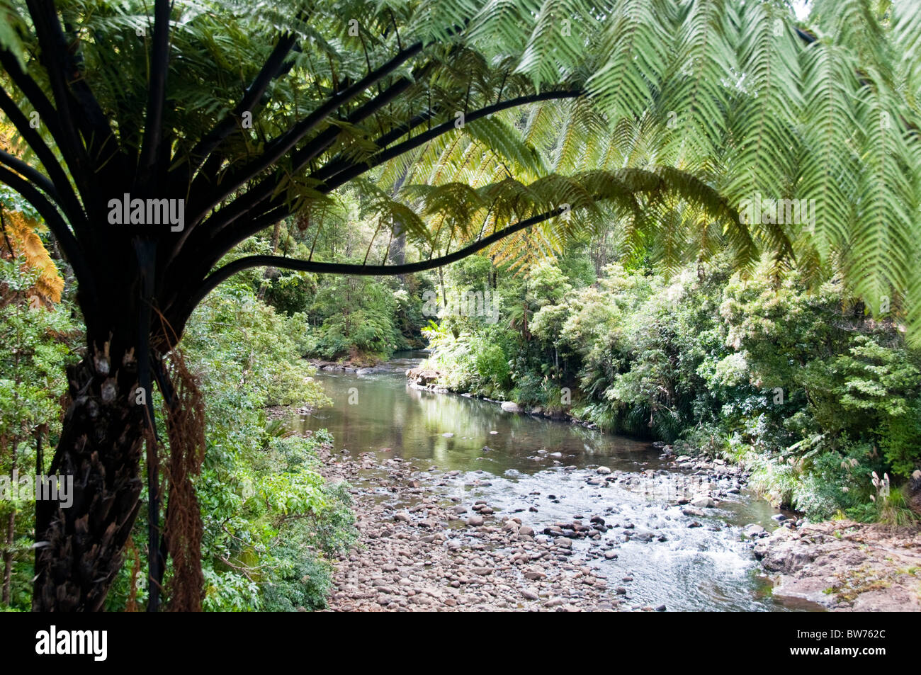 The maori wheki tree hi-res stock photography and images - Alamy