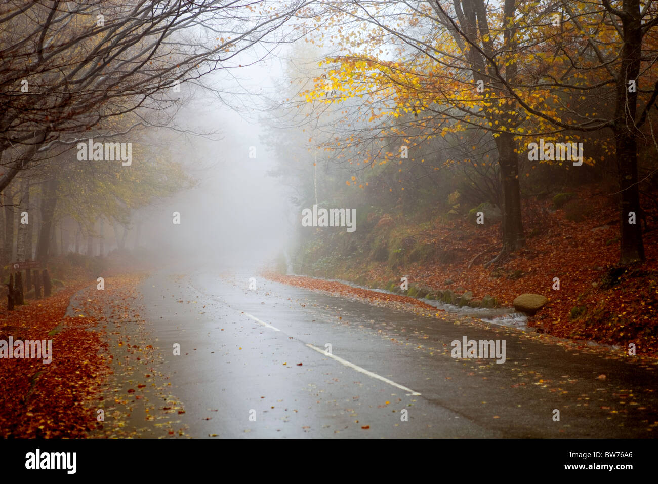 rain in the forest at the portuguese national park Stock Photo - Alamy