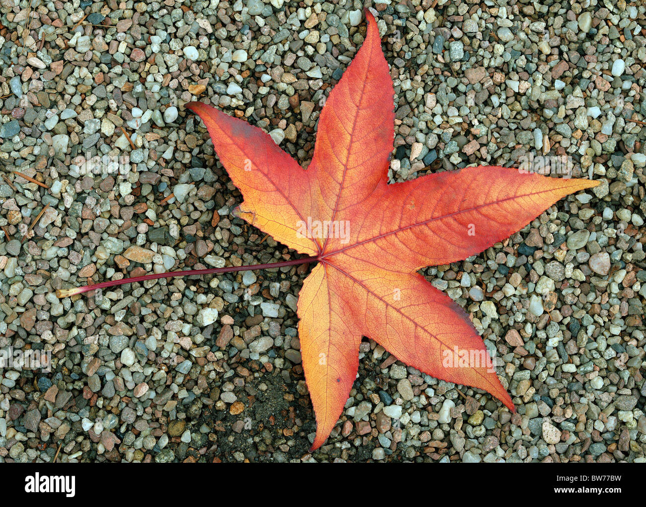 Sweet gum tree red autumn leaf on the grits Liquidambar styraciflua ...