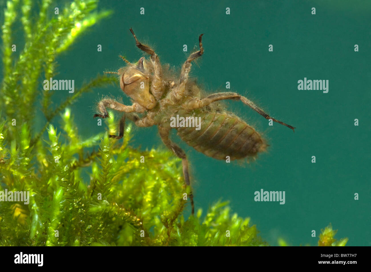 Broad-bodied Chaser (Libellula depressa). Larva under water Stock Photo ...
