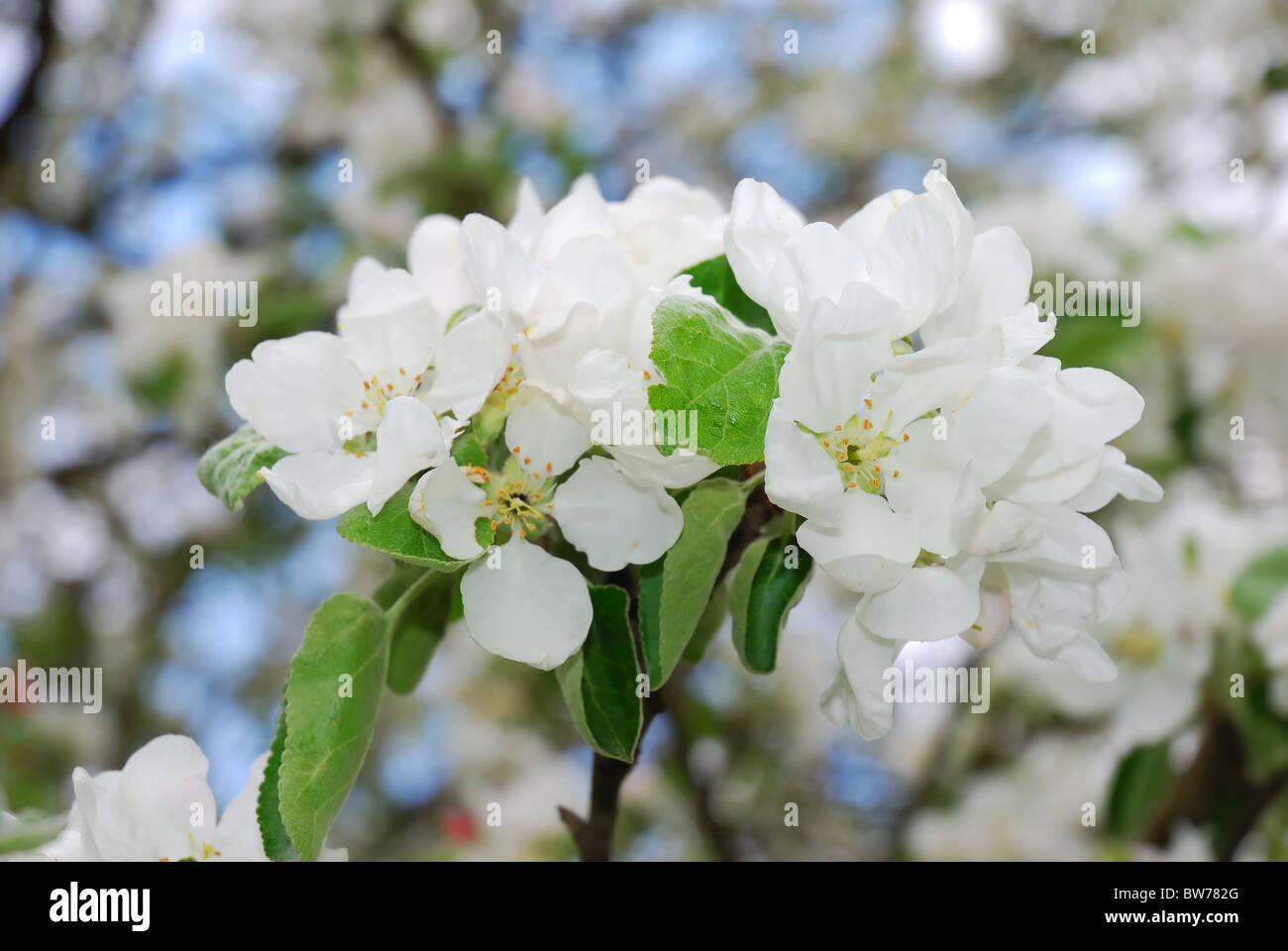 Spring apple tree in blossom Stock Photo - Alamy
