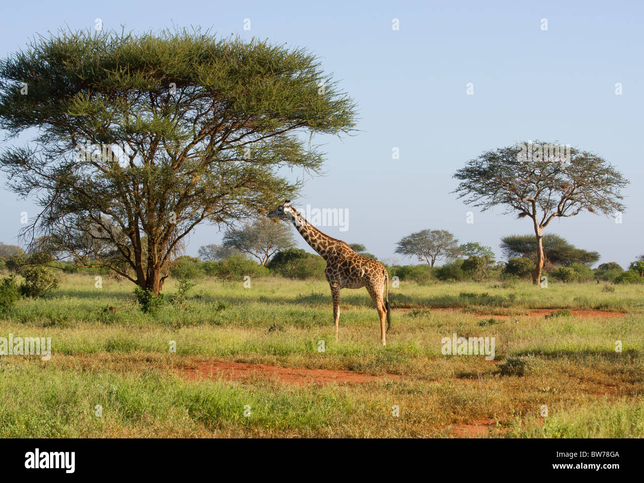 Image of african giraffe hi-res stock photography and images - Alamy