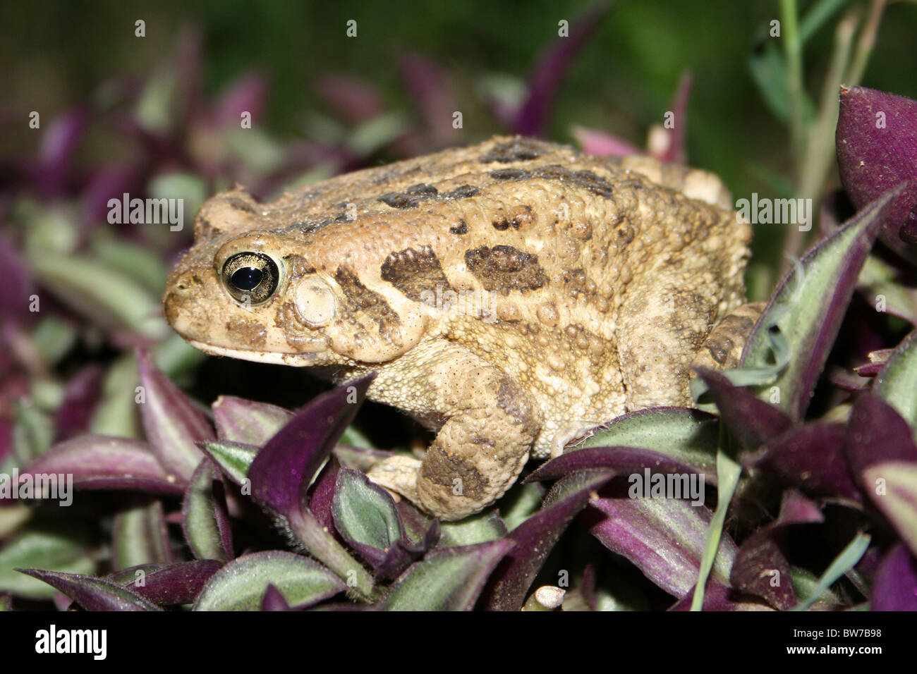 Toad Taken in the Omo Valley, Ethiopia Stock Photo - Alamy
