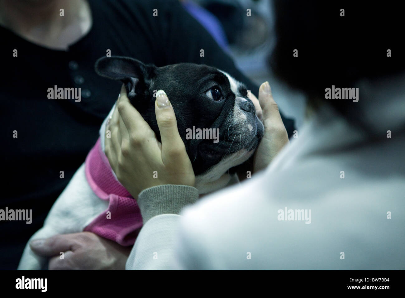 French Bulldog at Discover Dogs show, Earls Court Stock Photo - Alamy