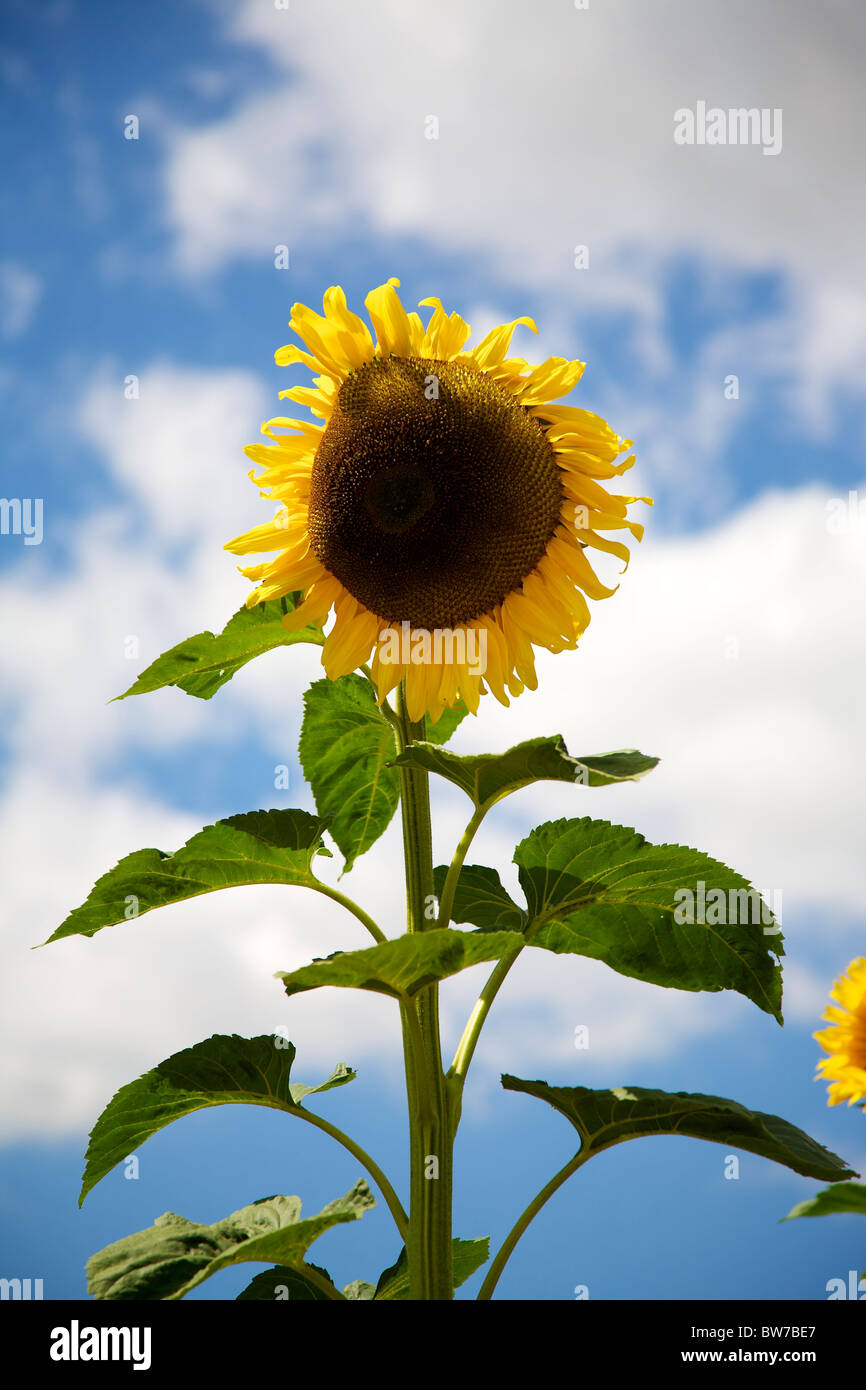 Tournesol van gogh hi-res stock photography and images - Alamy