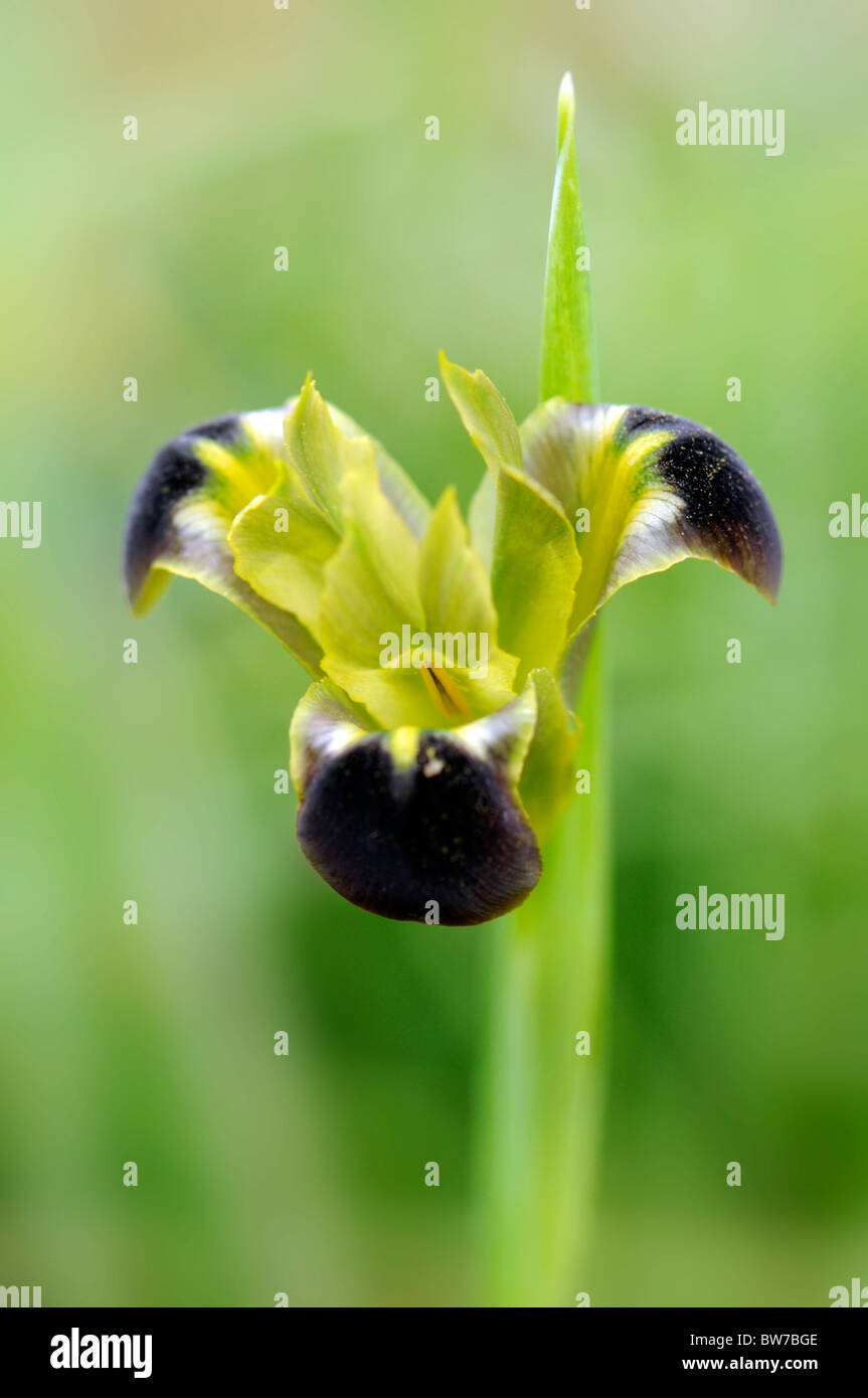 A single flower of Hermodactylus tuberosus - Iris tuberosa - Widow Iris ...
