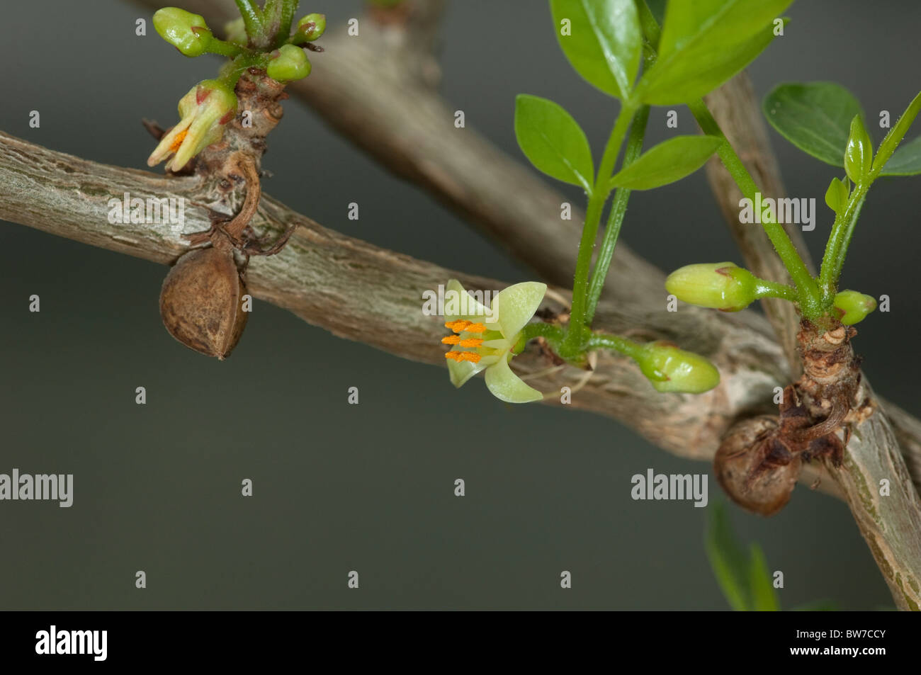 Abyssinian Myrrh (Commiphora abyssinica, Commiphora myrrha), twig with ...