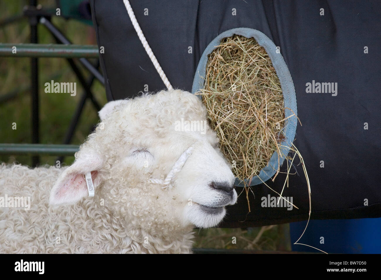 Devon and Cornwall Longwool sheep Stock Photo - Alamy