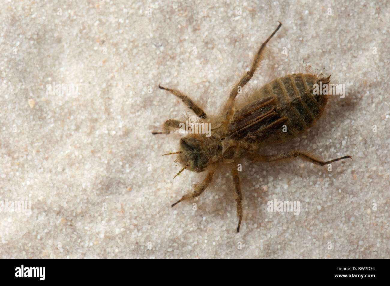 Dragonfly larva hi-res stock photography and images - Alamy