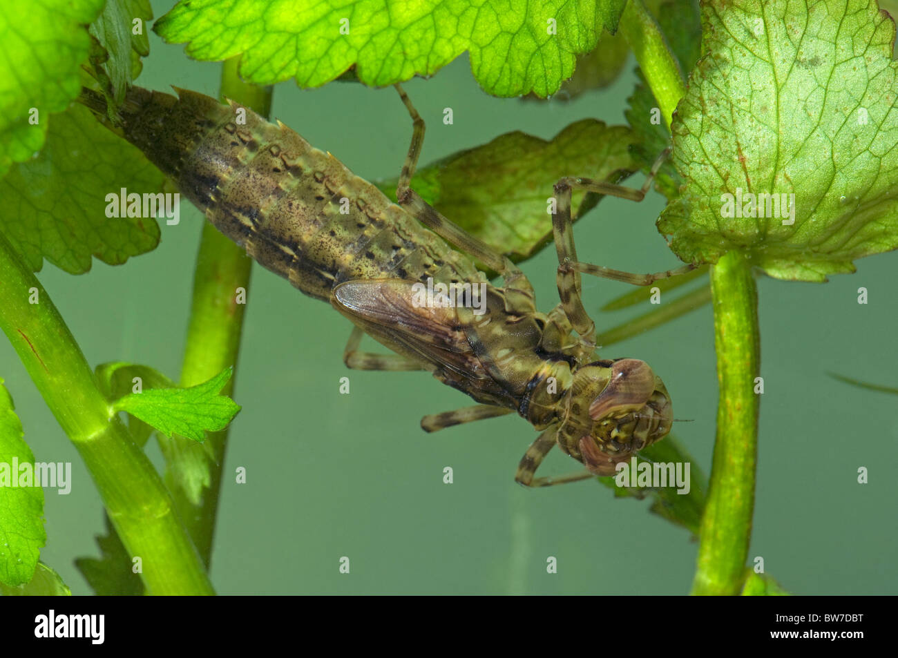 Blue-green Darter, Southern Aeshna, Southern Hawker (Aeshna cyanea ...