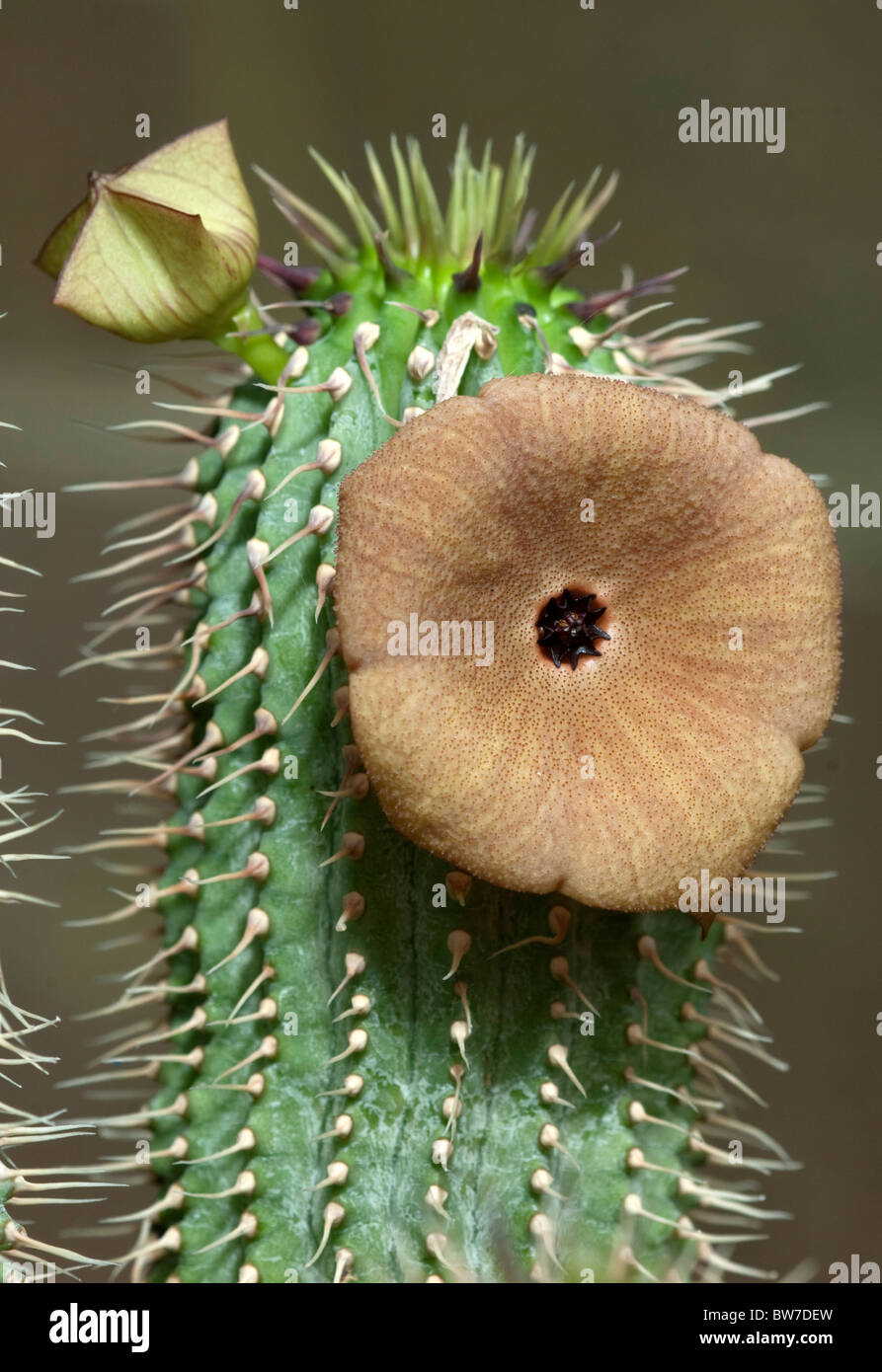 Hoodia (Hoodia juttae), flowering plant Stock Photo - Alamy