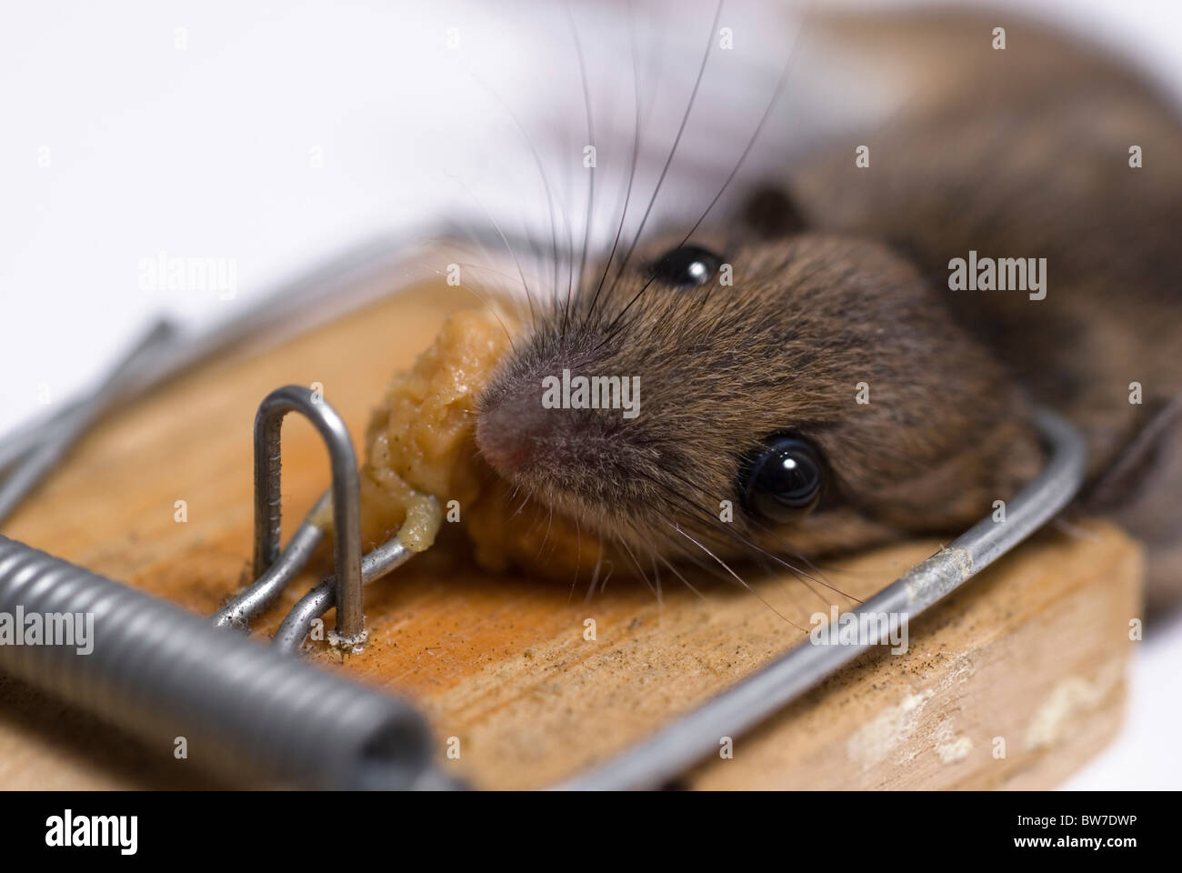 Close up of mouse caught in trap on white background with space for ...